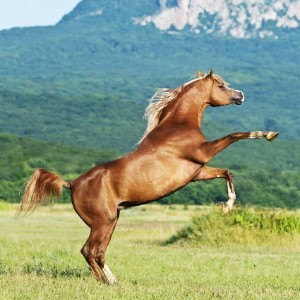 Kokoda Challenge - Batoul Soliman