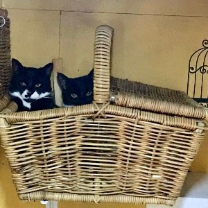 Kokoda Challenge - Archie Chant