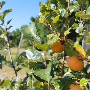 Kokoda Challenge - Quinn Dungey