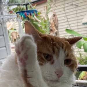 Kokoda Challenge - BSSSC-26