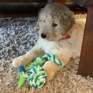 Kokoda Challenge - Sana Rice