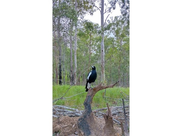 Kokoda Challenge - Ava Thorn