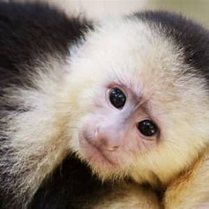 Kokoda Challenge - Mulga Dillon-Hines